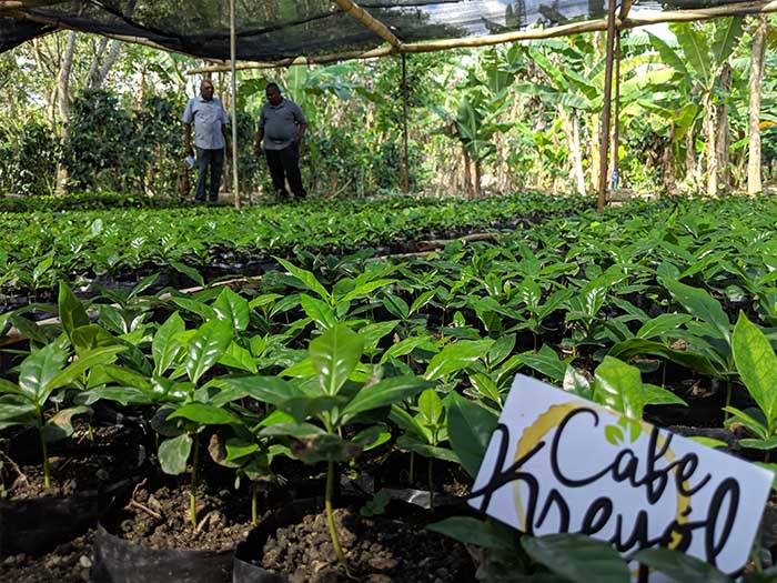 Arabica Blue Mountain Coffee from Haiti by COOPACVOD - Cafe Kreyol